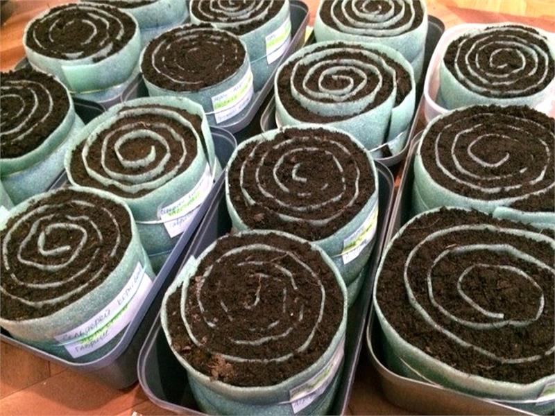 Start Your Seeds in a Snail Roll! - North Shore Gardening Life