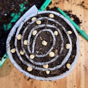 Start Your Seeds in a Snail Roll! - North Shore Gardening Life