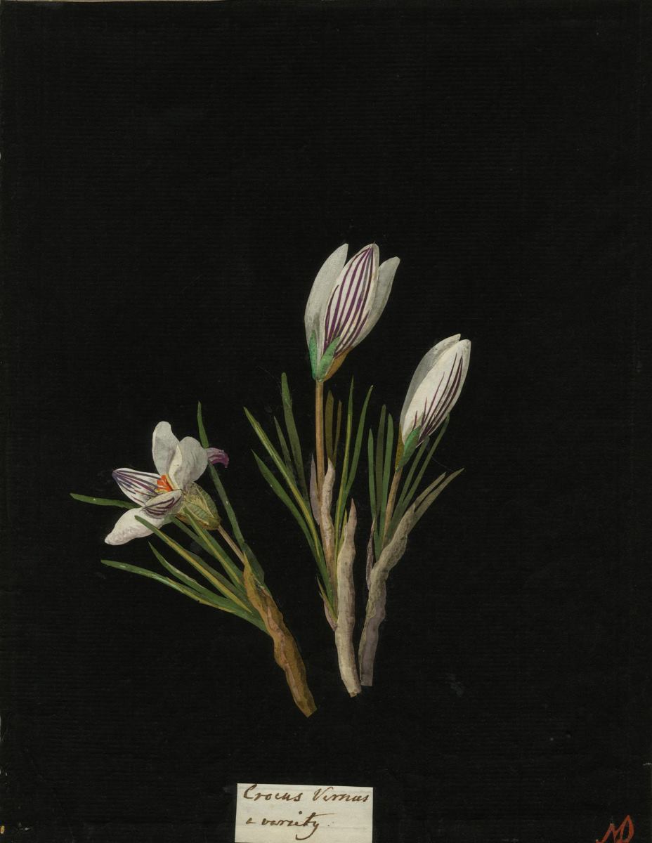 FEATURED PLANT: The Crocus - North Shore Gardening Life